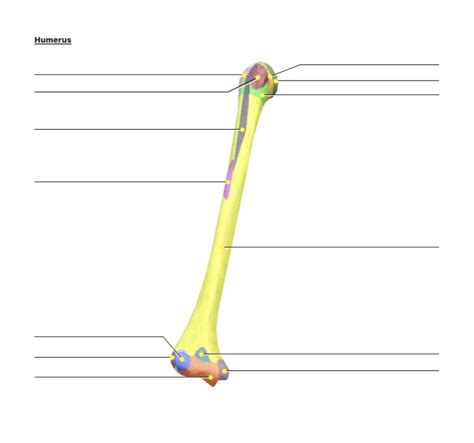 Midterm Anatomy Labeling Humerus Diagram Quizlet