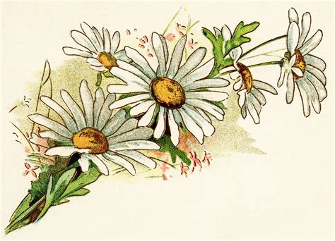 Vintage Daisy Image Free Digital Floral Graphics Cluster Of Daisies