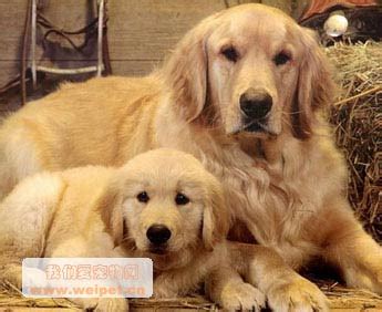 纯种金毛犬图片 我们爱宠物网