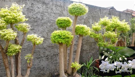 6 Cara Budidaya Pohon Anting Putri Dengan Mudah