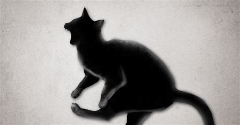 고양이 새끼 6마리가살상 당한 채 발견
