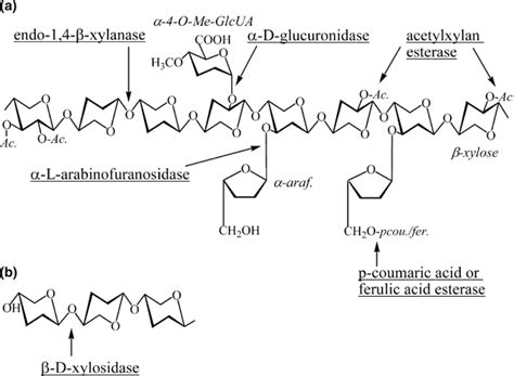 Enzymatic Hydrolysis Of Xylan By Various Xylanolytic Enzymes A