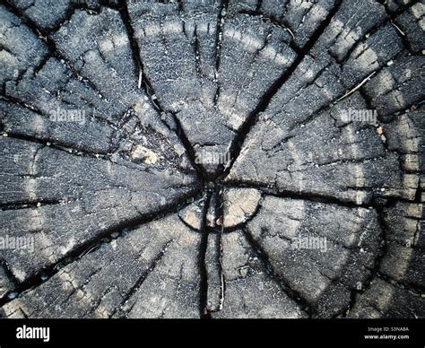 Close Up Tree Ring Hi Res Stock Photography And Images Alamy