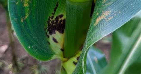 Physoderma Brown Spot