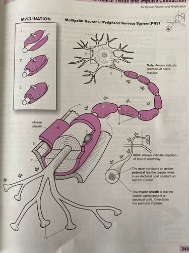 Exam 5 Nervous System Flashcards Quizlet