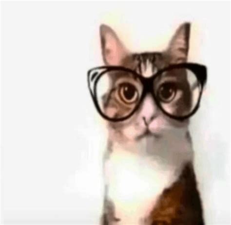 Nerd Cat Meme Nerd Cat Discover Share GIFs