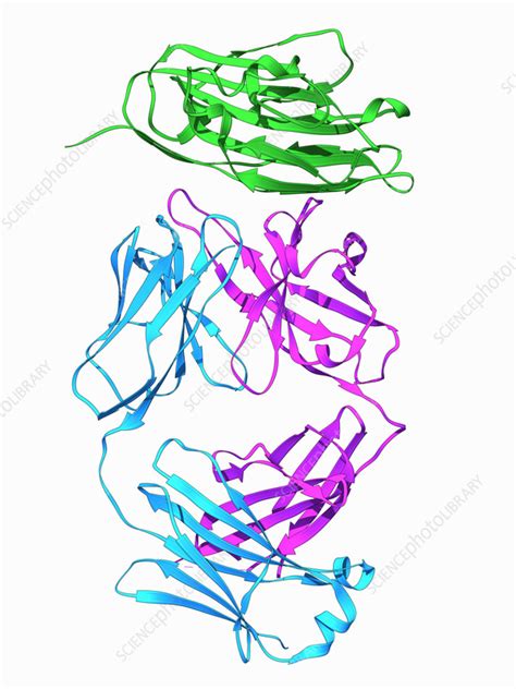 Vzv Glycoprotein Complexed With Antibody Molecular Model Stock Image C061 0166 Science