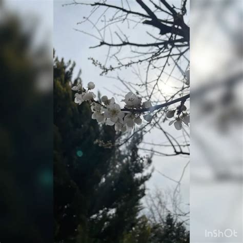 ‎💛طنّاز‎ ‎یک شب خوب ️ ️💕🌸‎ Instagram