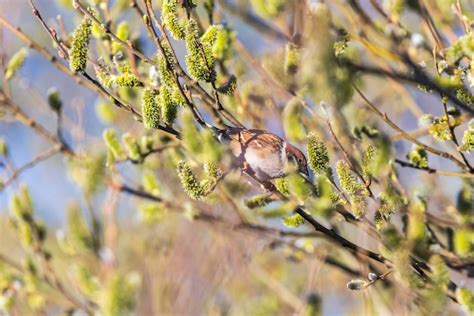 Premium Photo Eurasian Tree Sparrow Sitting On A Tree Branch