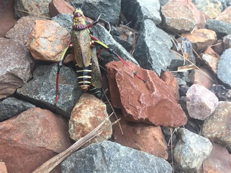 Koppie Foam Grasshopper R Insects