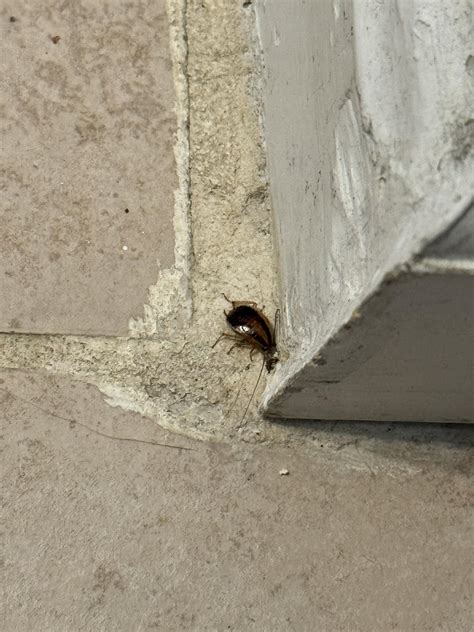 Basement Bug Rwhatsthisbug