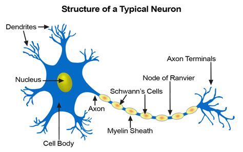 Nervous Tissue Definition Structure Location Characteristics