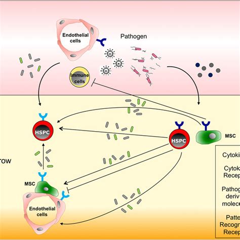 Potential Hallmarks Of Inflamm Aging The Schematic Figure Highlights