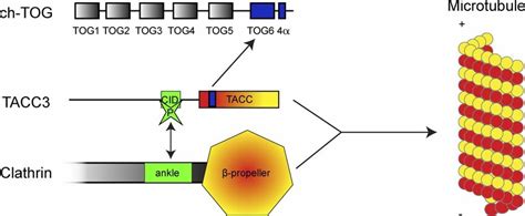 Schematic Diagram To Summarize Our Findings Tacc3 And Clathrin
