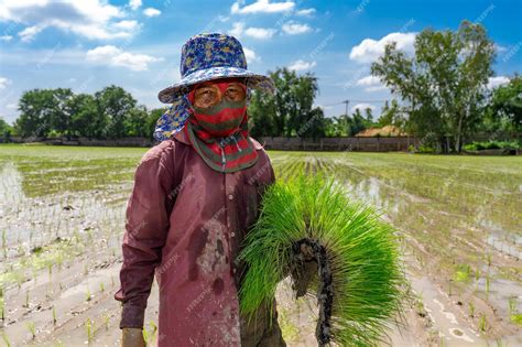 Premium Photo Asian Farmer Is Transplant Rice Seedlings In Paddy Rice