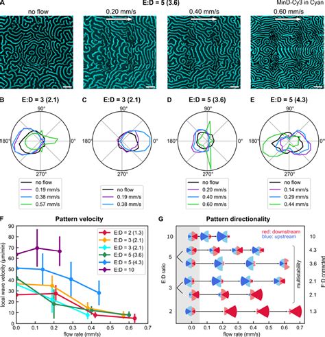 Experimental Data Showing How Min Patterns Respond To A Sequence Of