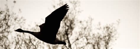 Wordpress Migration Problems And How To Fix Them