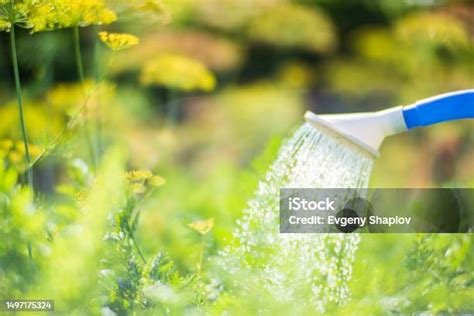 여름 더위에 농장에 야채 식물에 물을 뿌리는 것은 깡통으로 물을줍니다 원예 개념 침대 줄에서 자라는 농업 식물 경작지에 대한 스톡 사진 및 기타 이미지 Istock