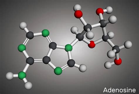 Adenosine Ribonucleoside Molecule Molecular Model Of Nucleoside Stock Illustration