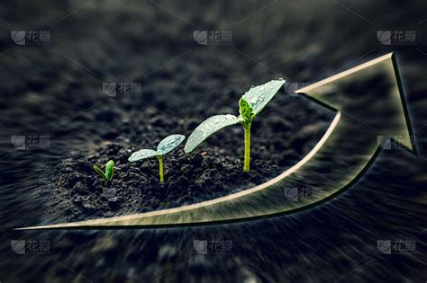 绿色的幼苗在雨中生长在地面上。为业务