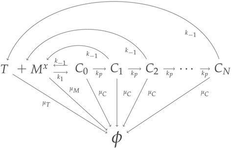 Diagram Of A Markov Chain Model Of The Kinetic Proof‐reading By T Cell Download Scientific