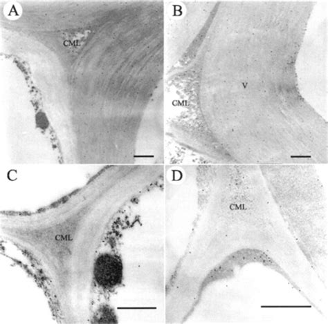 Immuno Localization Of Peroxidase In Vessels A And B And Parenchyma