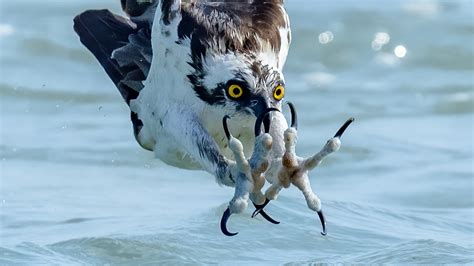 Insane Osprey Feeding Frenzy Fall Mullet Migration Sharks Galore
