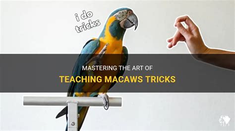 Mastering The Art Of Teaching Macaws Tricks Petshun