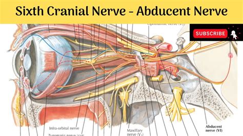 Sixth Cranial Nerve Abducent Nerve Nucleus Course Distribution Applied Anatomy Youtube