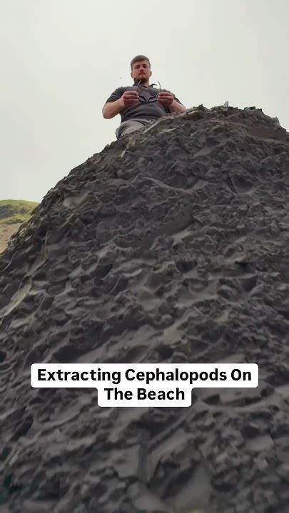 Cephalopod Extraction From The Beach 😅😱🔨 Youtube