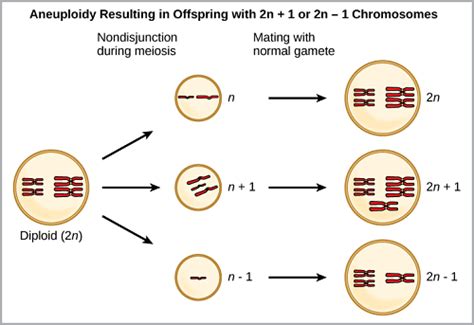 Difference Between Aneuploidy And Polyploidy
