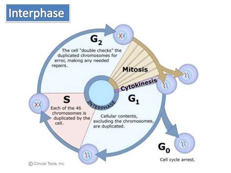 Interphase Diagram Quizlet