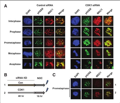 Cdk1 Downregulation Increases Mdc1 G H2ax Colocalization During Download Scientific Diagram