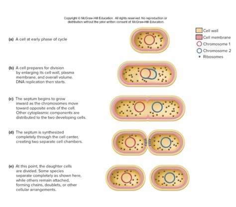 Microbiology Ch 5 Flashcards Quizlet