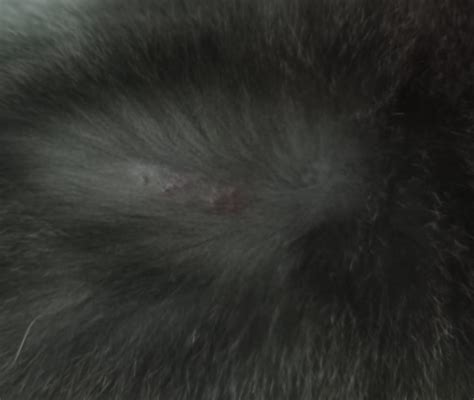 Плешины на теле - форум владельцев кошек