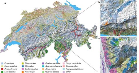 Potentially Dominant Canopy Forming Tree Species In Wooded Areas Of