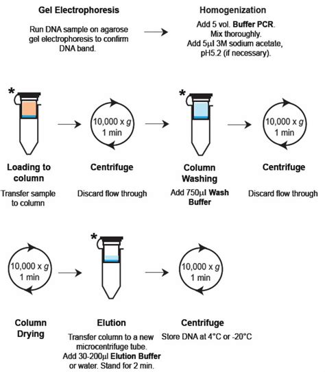 Pcr Clean Up Isolation Kit For Pcr Products Geneon Bioscience
