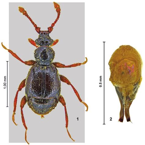 Pdf The Short Winged Mold Beetles Coleoptera Staphylinidae