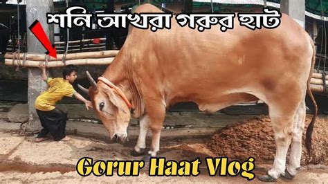 Shoni Akhra Gorur Haat Vlog Eid 2021 গরুর হাটে ভ্লগ Guesswhat Episode 01 Youtube
