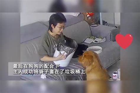 主人用狗头撑开袋子套垃圾桶，狗狗熟练配合超可爱：家里没我得散
