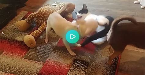 More Talon V Mouse Album On Imgur