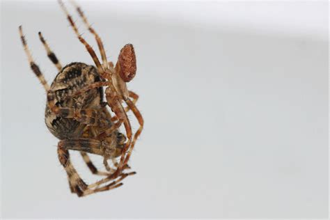 Mating Position Animation See Original Size Here Flick Flickr