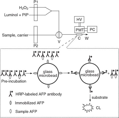 Figure 1 From Flow Injection Chemiluminescent Immunoassay For Alpha Fetoprotein Based On