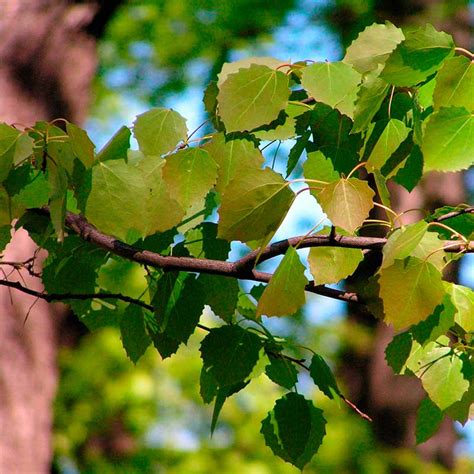 Лекарственное растение осина — лечение описание и фото Приготовление применение и действие