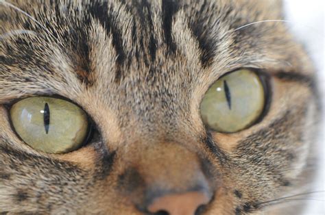 ニャンコの眼 GANREF