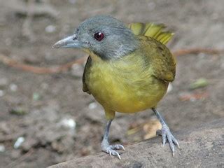 ハイガシラヒゲヒヨドリ eBird
