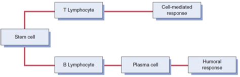 Week 3 Flashcards Quizlet Week 3 Flashcards Quizlet