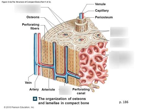 Haversian System Diagram Quizlet