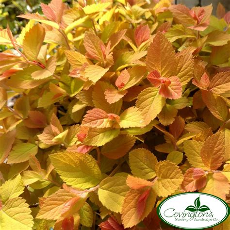 Spirea Double Play Candy Cor Covingtons
