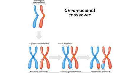 Chromosomal Crossover Assignment Point